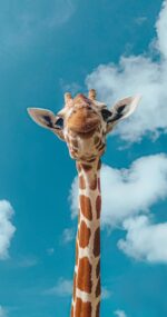 Harare – Vic Falls Buses – Extracity Luxury | Book Online